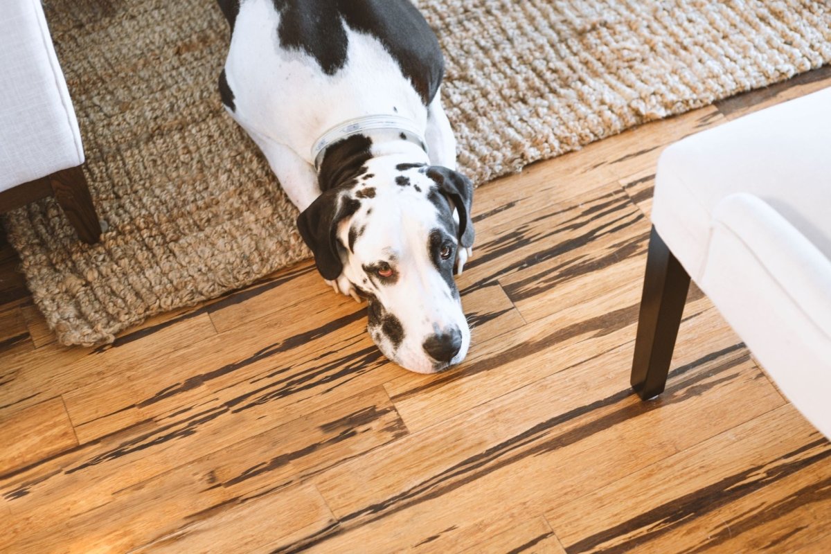 Pet-Friendly Anti-Slip Solutions: Safeguarding Furry Friends at Home ...